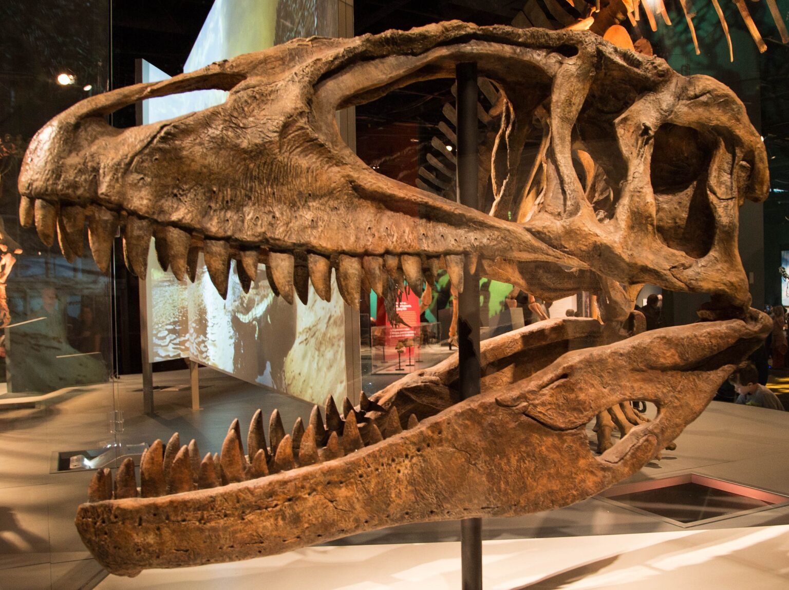 The Cretaceous Period - Science and History Museum