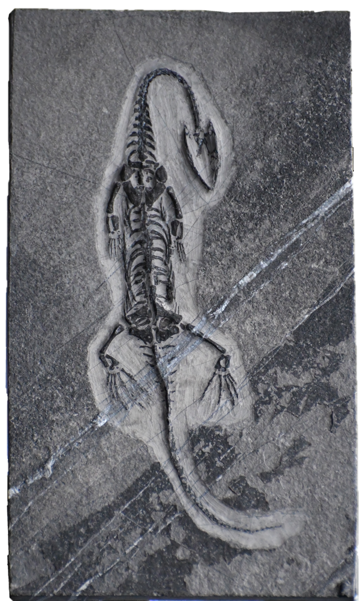 Our Collection: Keichousaurus - Science and History Museum