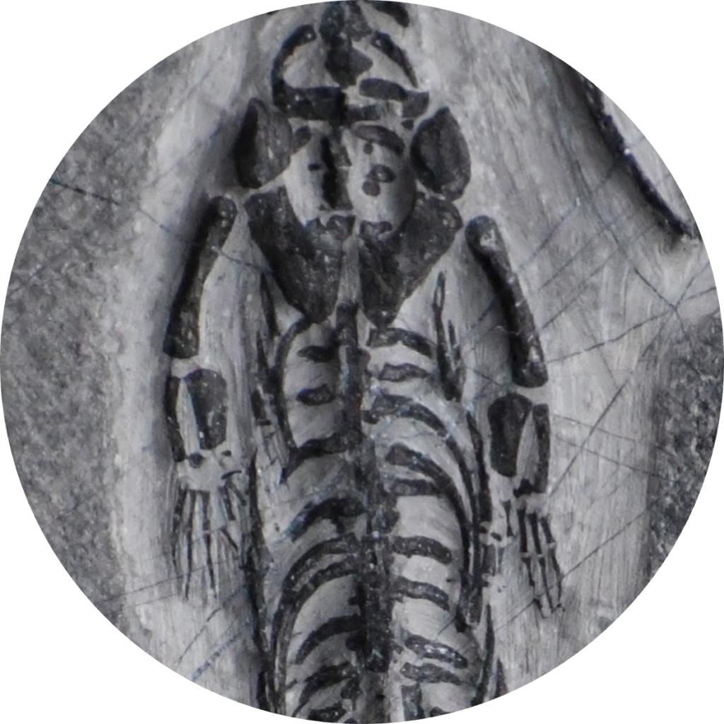 Our Collection: Keichousaurus - Science and History Museum