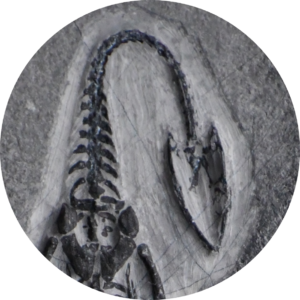 Our Collection: Keichousaurus - Science and History Museum
